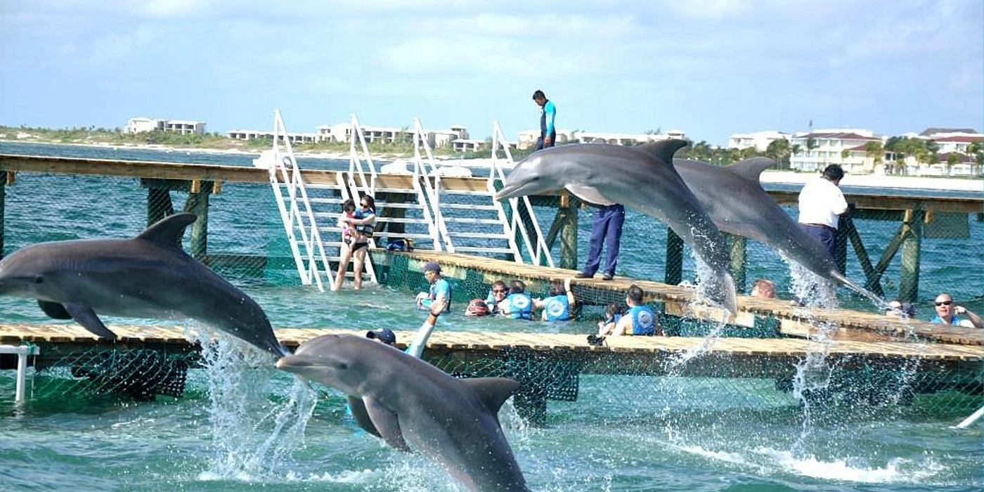 Dolphin Discovery - Caribbean Travel